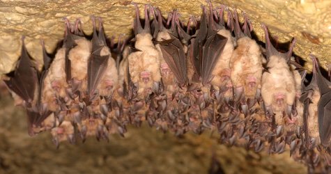 Bats Go Viral and Moses "Called It" - Apologetics Press