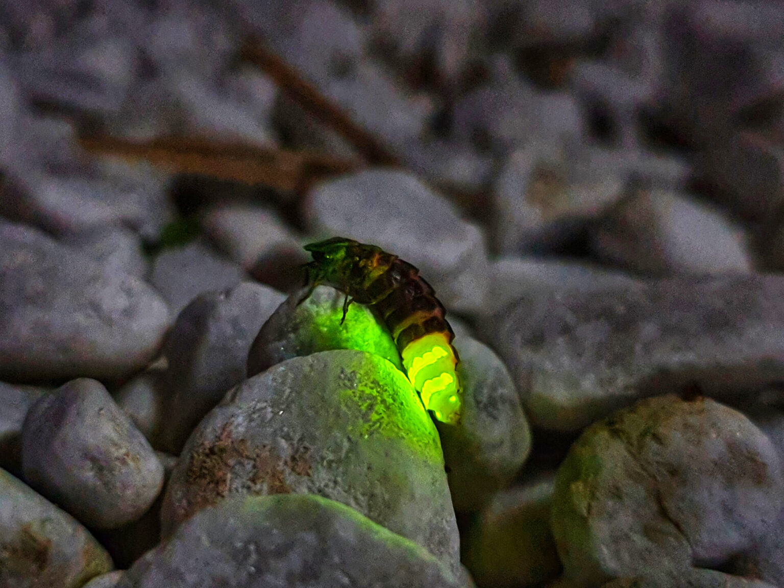 Living Light: The Mechanisms and Diversity of Bioluminescence ...