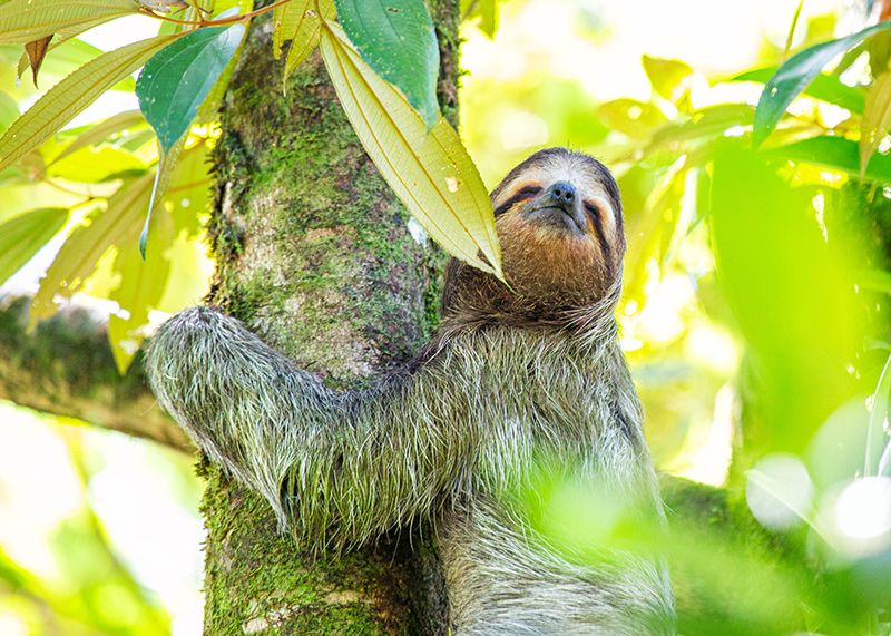 Sloths - Apologetics Press