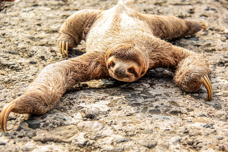 Sloths - Apologetics Press