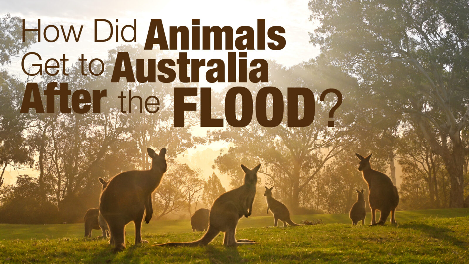 If the Flood Happened, How Did Animals Get Back to Australia ...